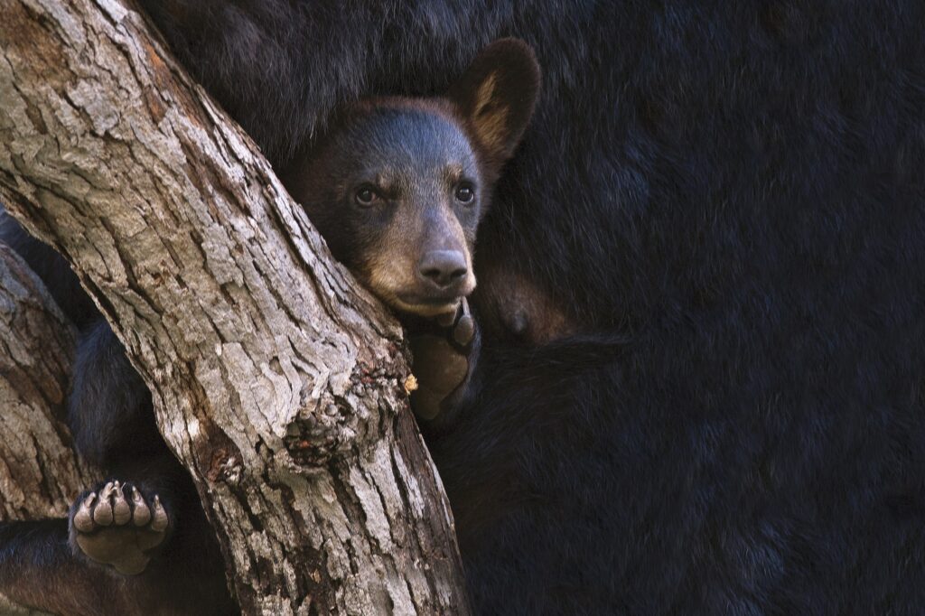Sustentabilidad - CANACEM